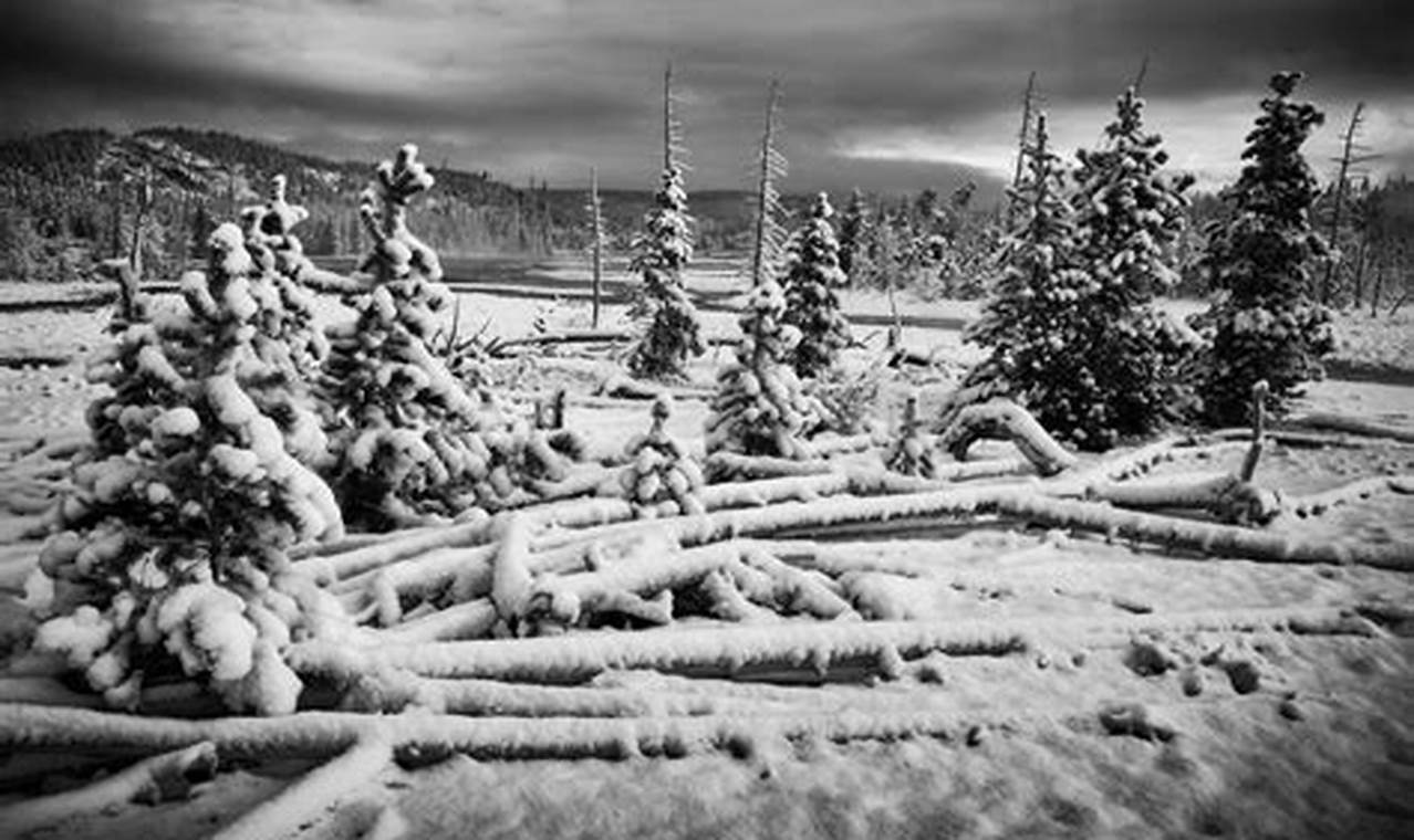Explore Yellowstone National Park Gateway Gardens: A Floral Welcome