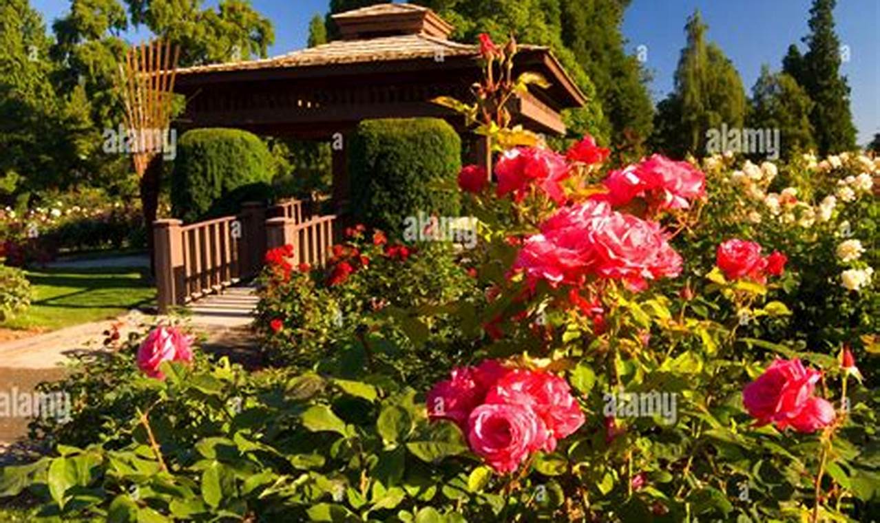 Discover the Beauty: Rose Garden Tacoma Guide & More