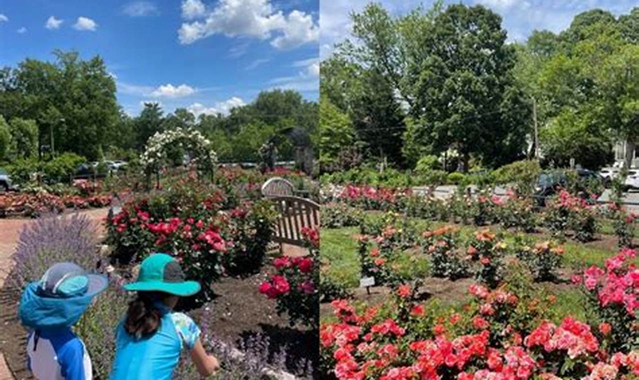 Visit Bon Air Memorial Rose Garden: A Rose Haven