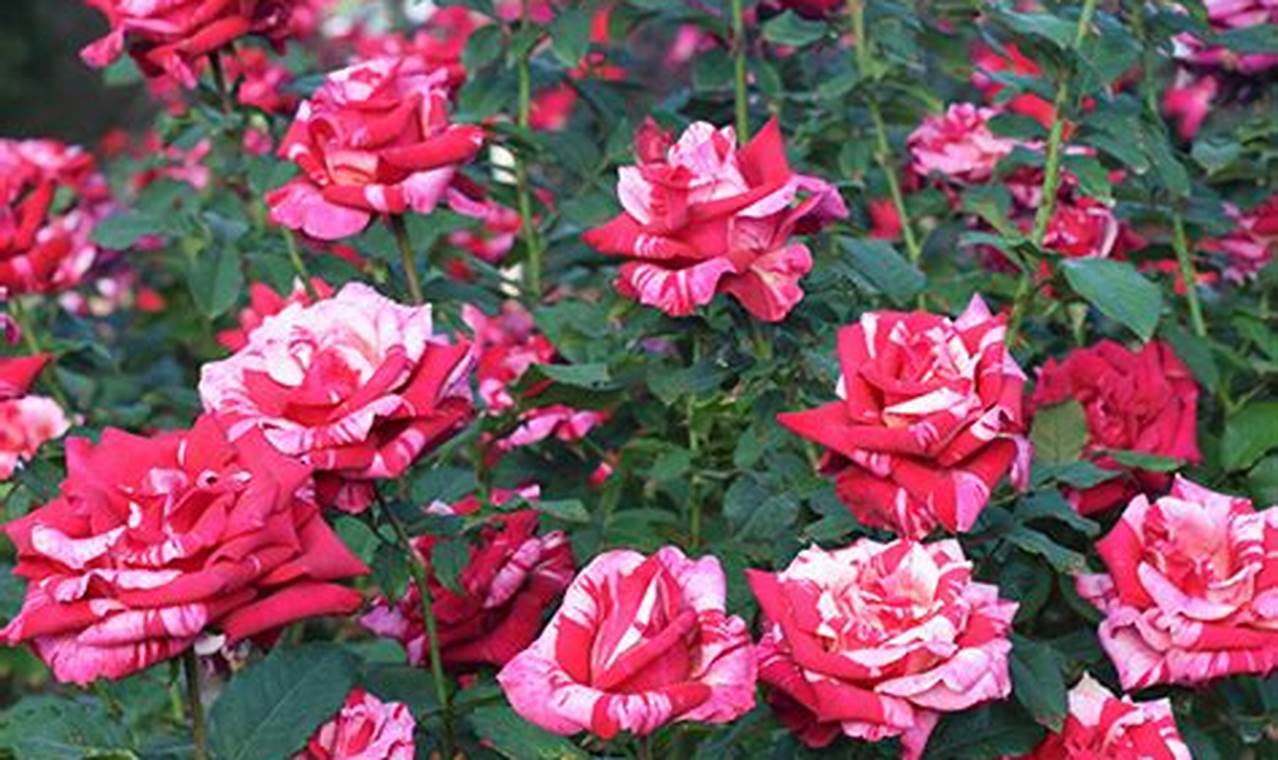 Beyond Beauty: Avant Garde Rose Designs & Cultivation