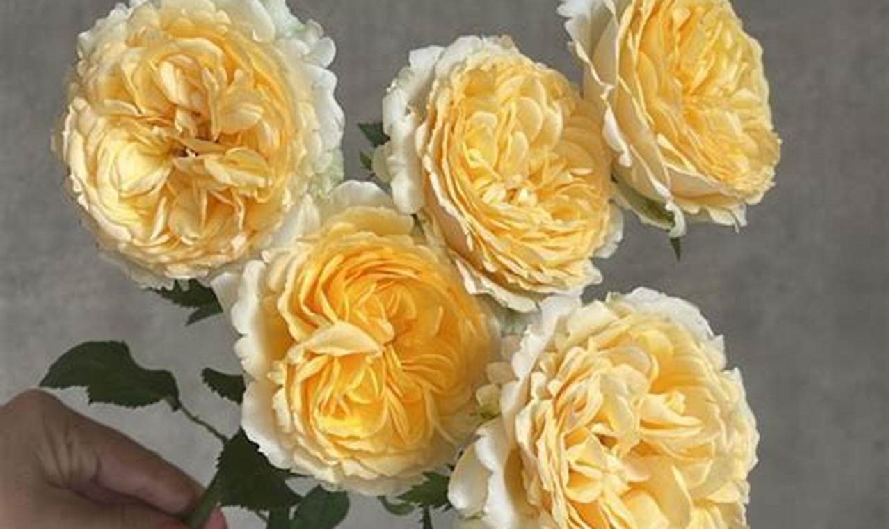 Buy Bulk: Garden Roses Wholesale Prices & Deals