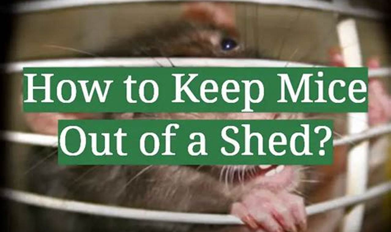 Mice Be Gone! How to Keep Mice Out of Garden Sheds (Easy Tips)
