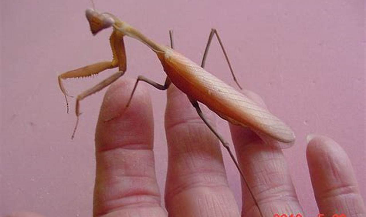 Buy Live Praying Mantis For Garden Pest Control Today!
