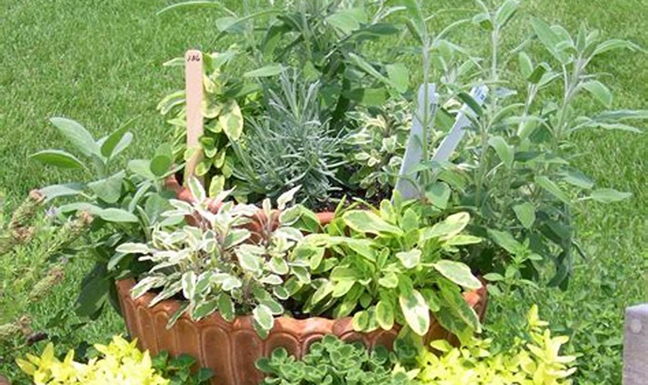 Grow Fresh: Outdoor Herb Garden Containers & Ideas!
