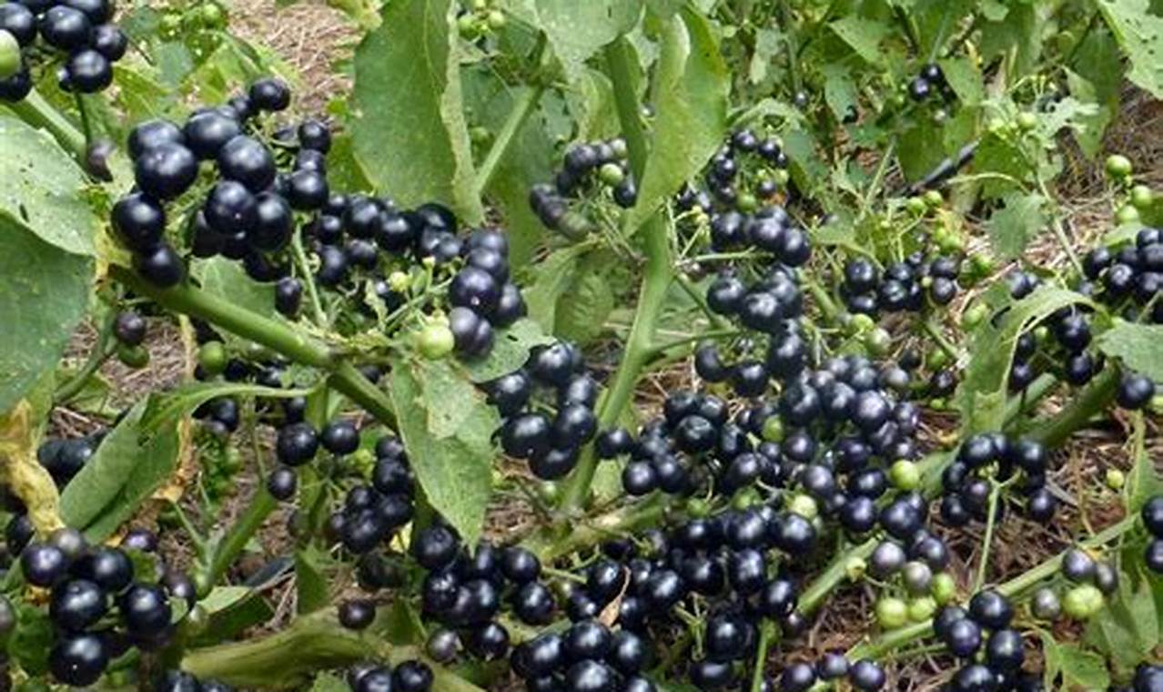 Grow Delicious Garden Huckleberry: Planting & Uses