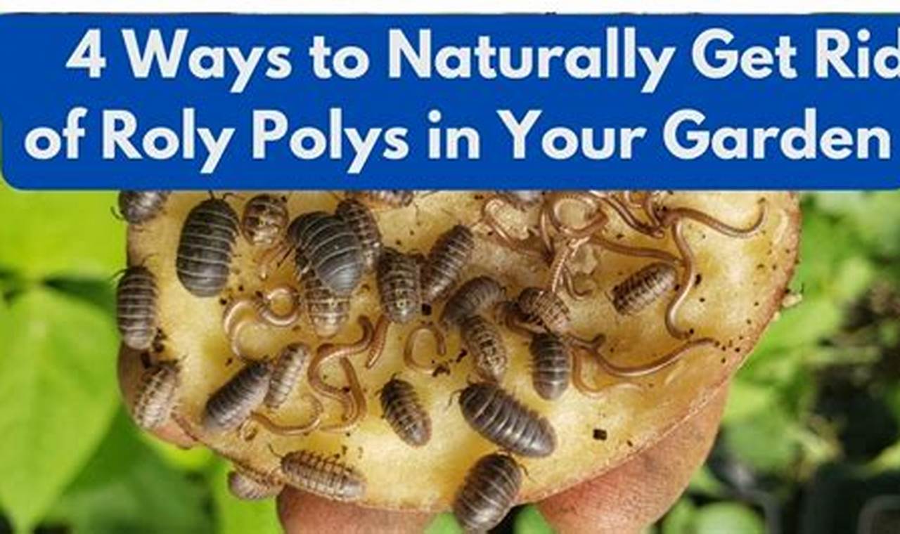 Rolly Pollies Begone: How to Get Rid of Rolly Pollies in Your Garden Fast