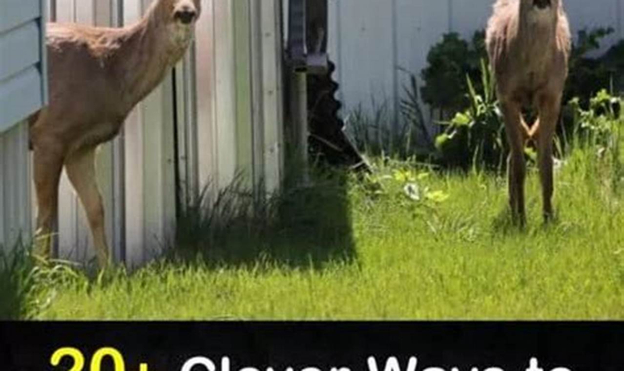 Deer-Proof Garden: How to Keep Deer Out for Good