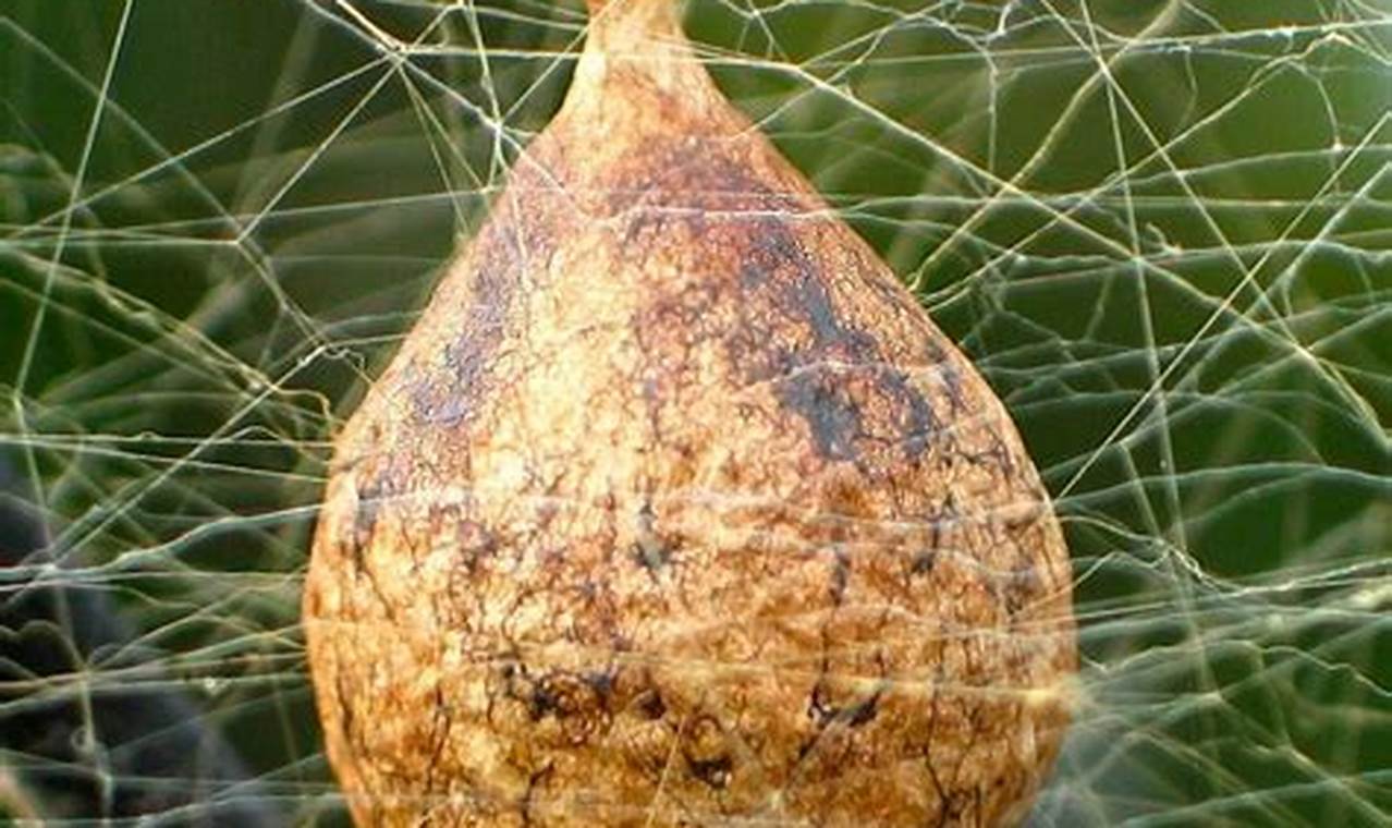 Garden Guardians: Spider Egg Sacs in Your Yard